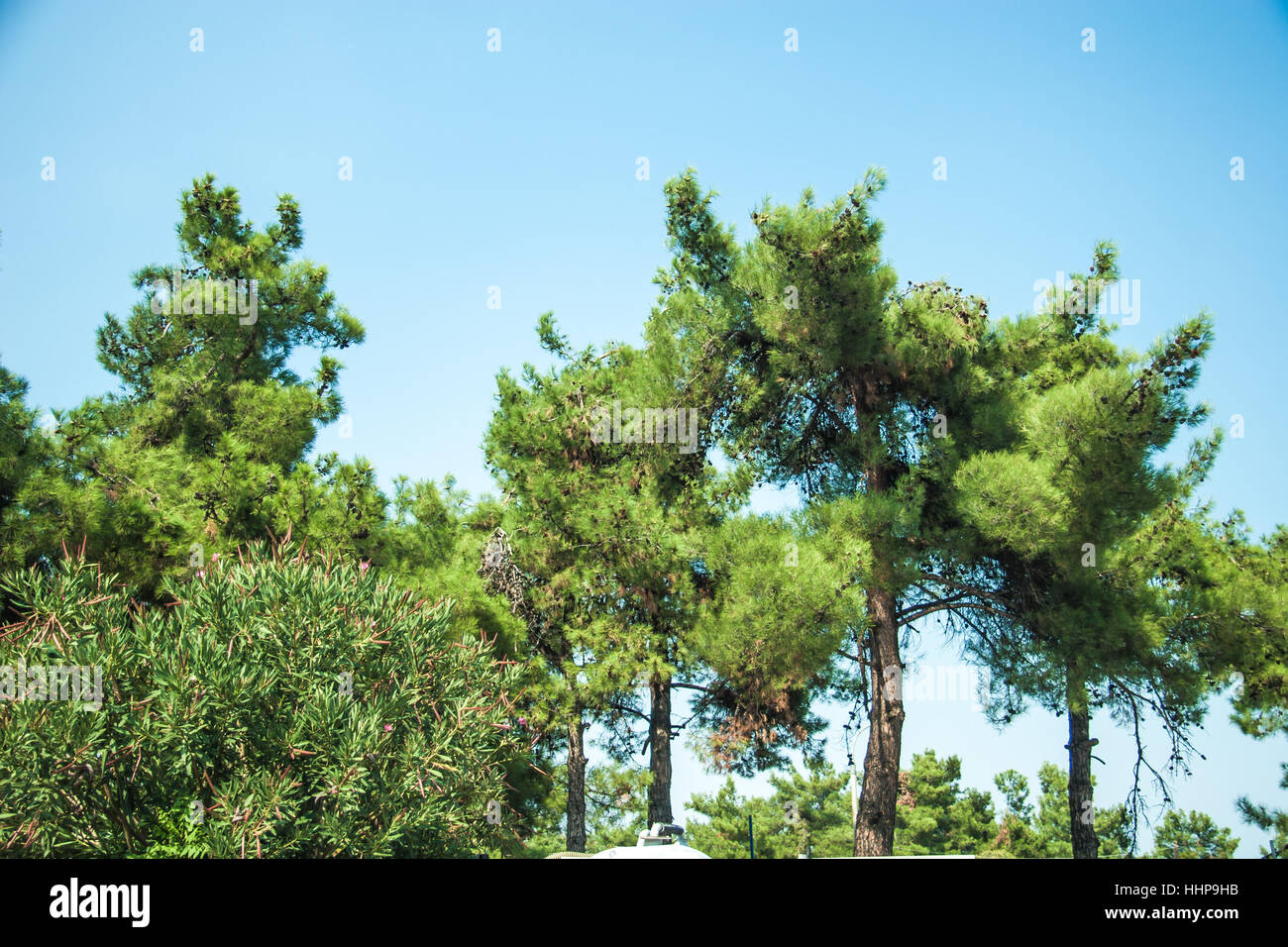 beautiful, beauteously, nice, environment, enviroment, tree, trees ...