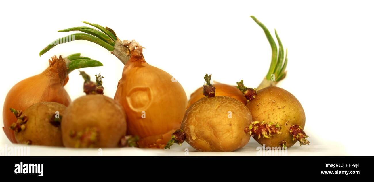 Vegetable regrowth hi-res stock photography and images - Alamy
