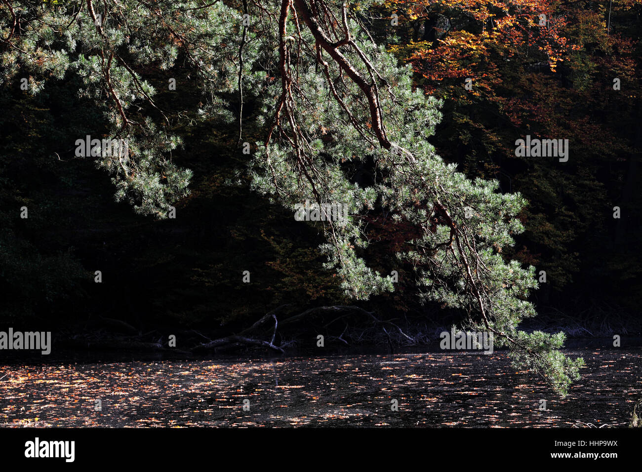 conservation of nature, conifer, autumn foliage, leaves, foliage, fall ...