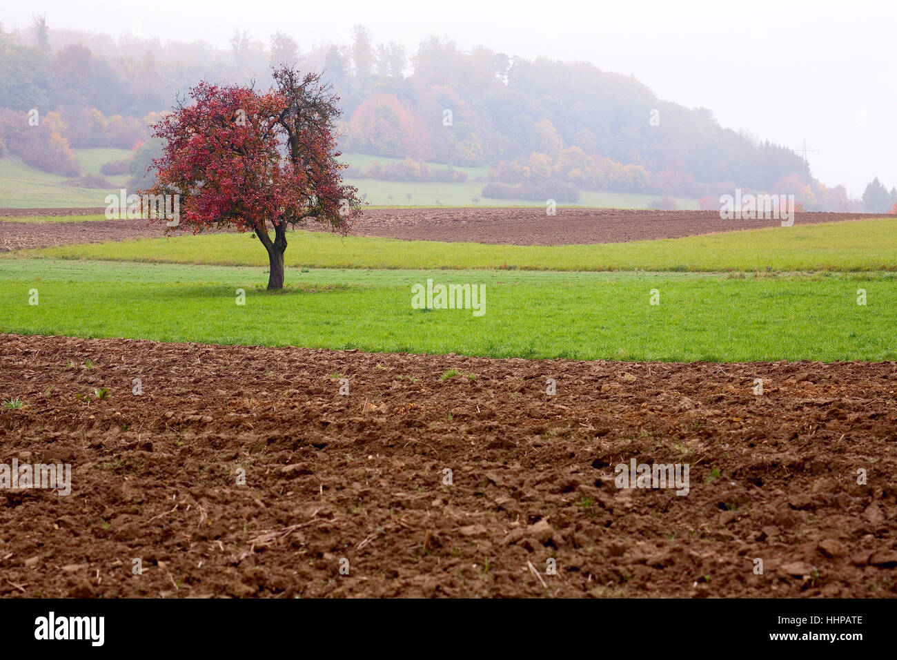single, tree, agriculture, farming, deciduous tree, field, fog, haze ...
