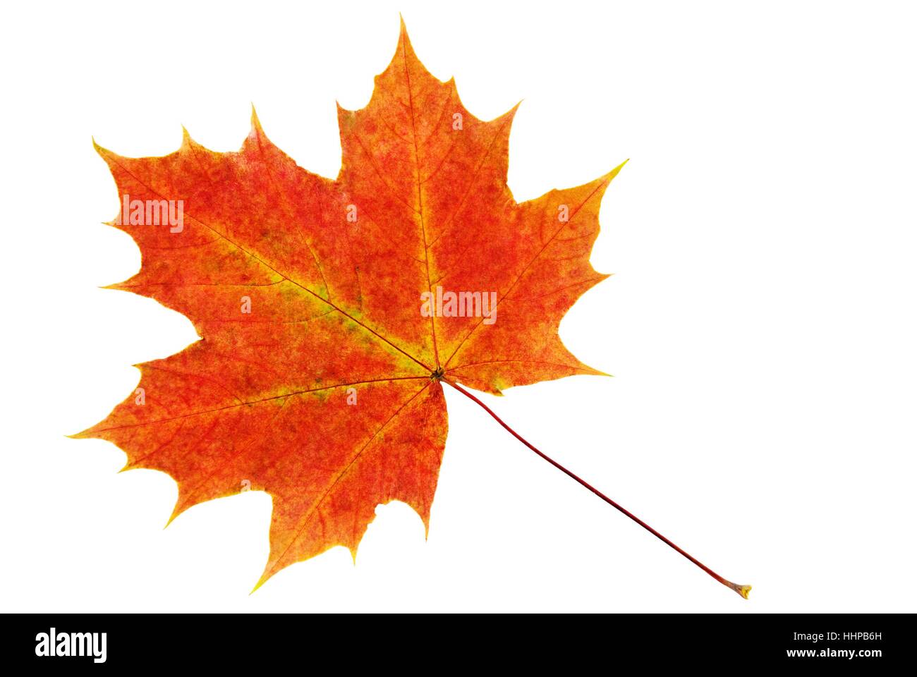 Reddish leaf Cut Out Stock Images & Pictures - Alamy