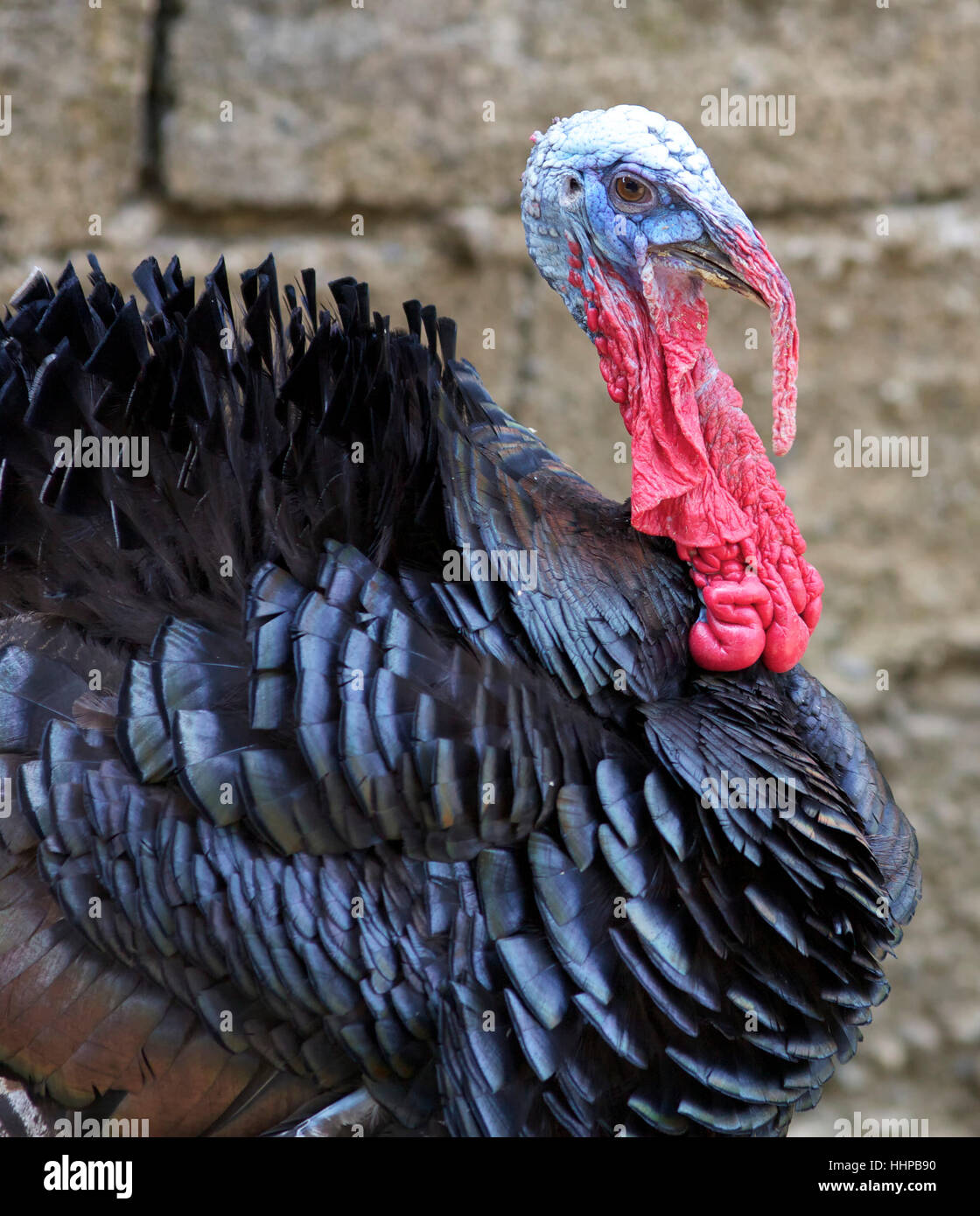 closeup, animal, turkey, side view, alive, single, big, large, enormous ...