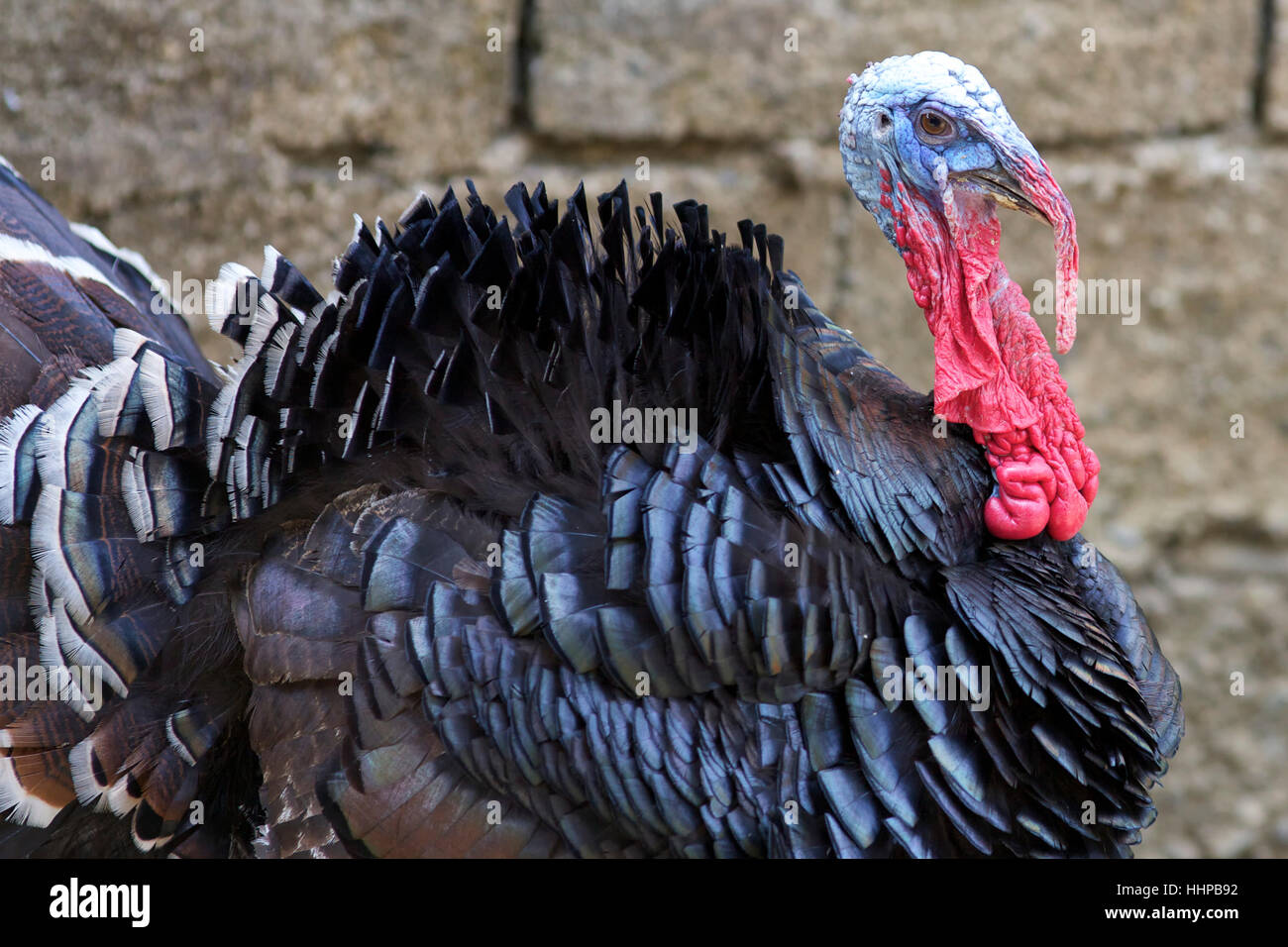 closeup, animal, turkey, side view, alive, single, big, large, enormous ...