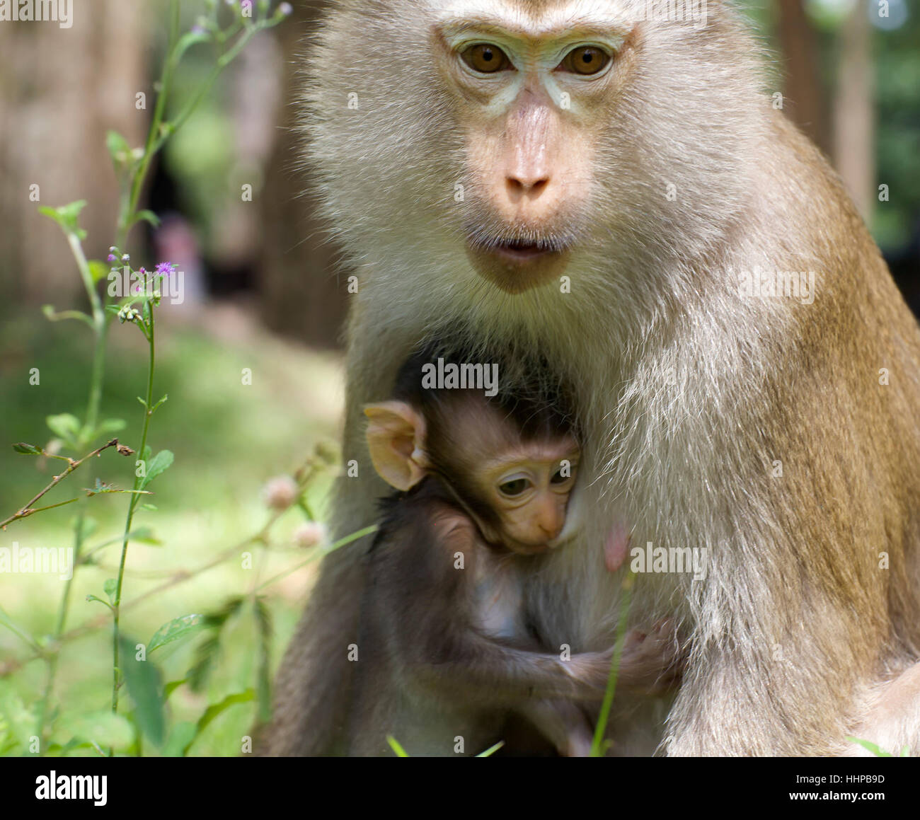 wild, monkey, mother, mom, ma, mommy, cub, baby, young, younger, two ...