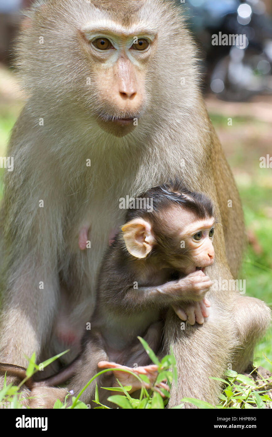 wild, monkey, mother, mom, ma, mommy, cub, baby, young, younger, two ...
