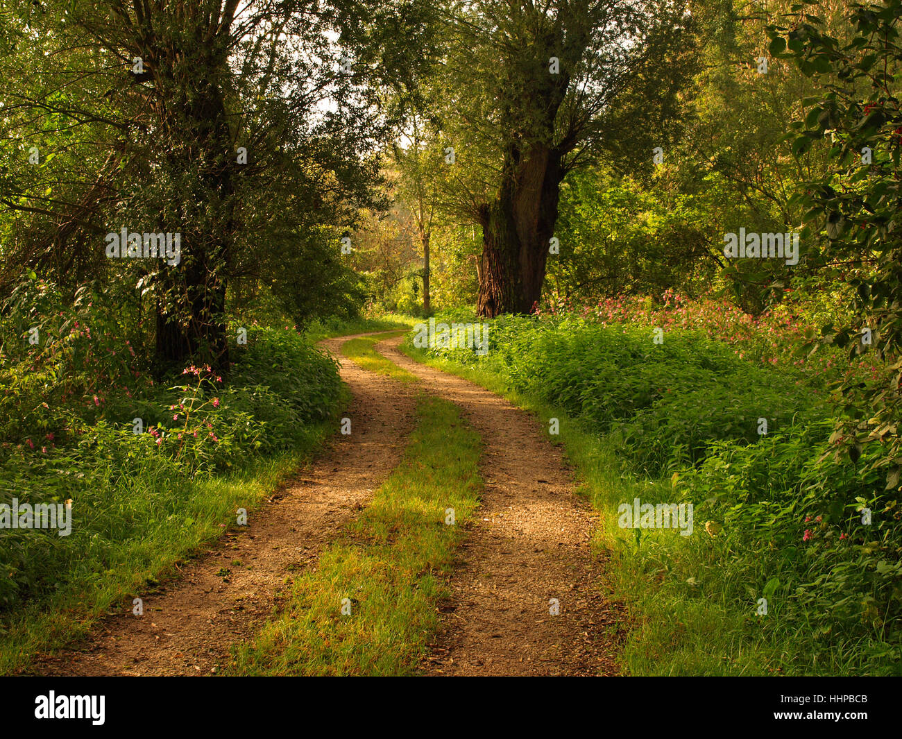 tree, green, deciduous tree, summer, summerly, path, way, forest, tree ...