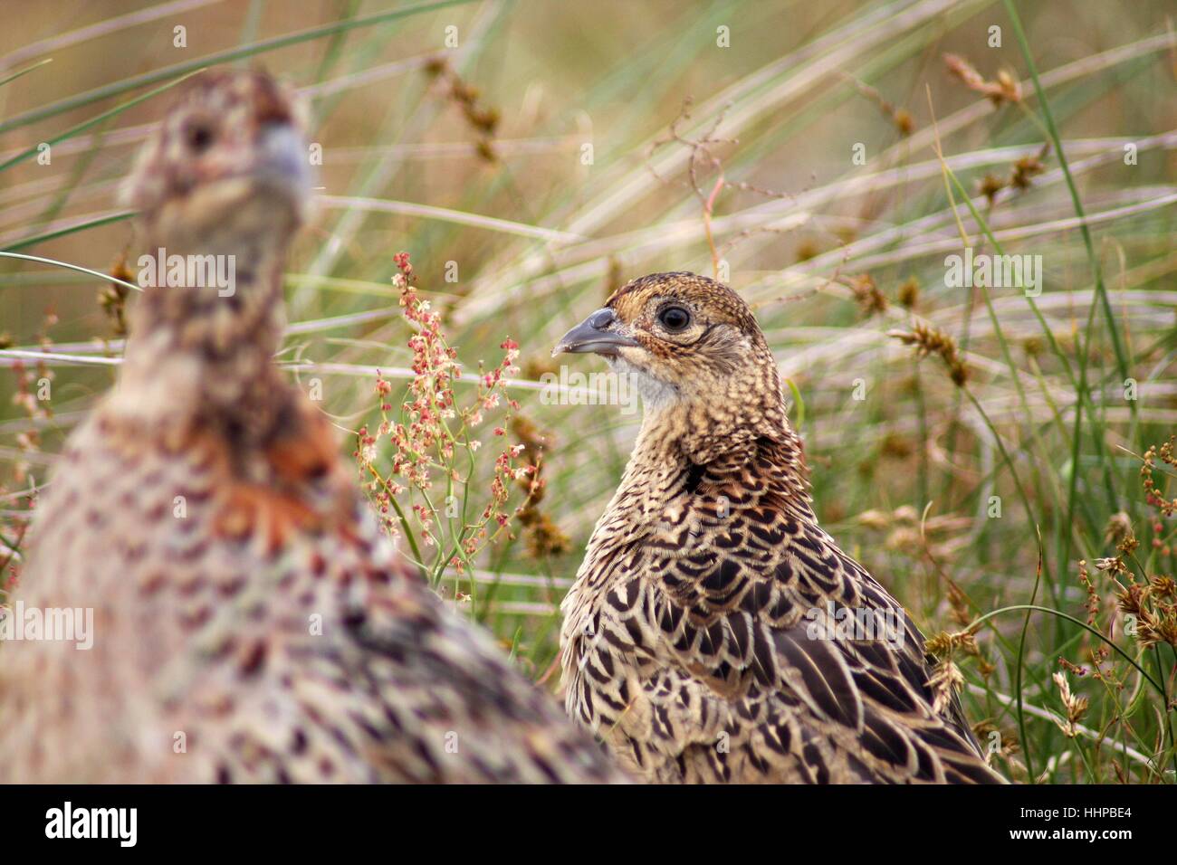 pheasant hen with chicks Stock Photo - Alamy