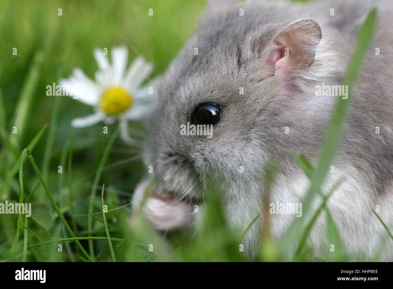 Roborovski hi-res stock photography and images - Alamy