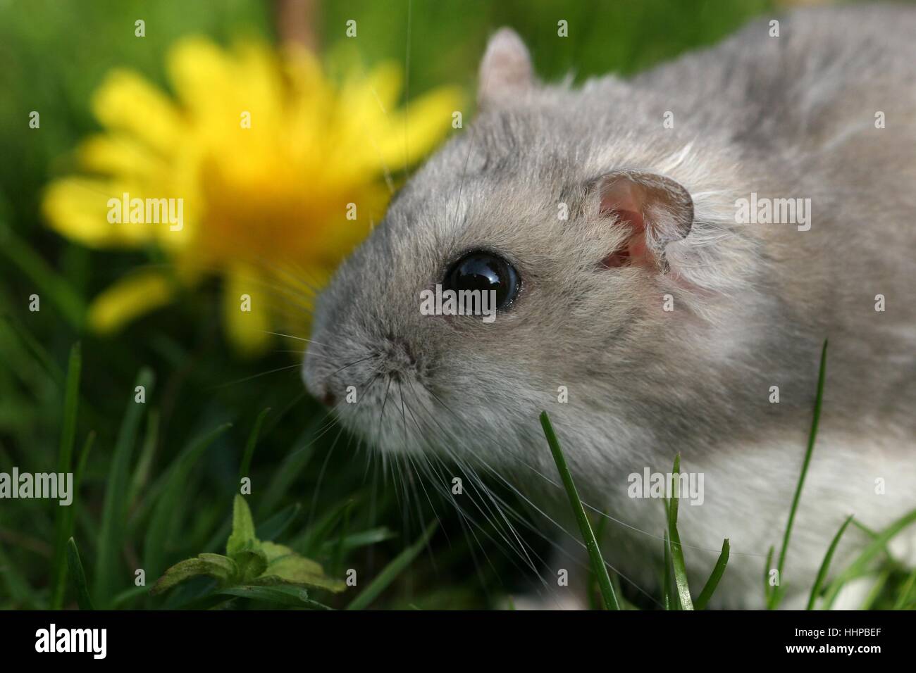 Roborovski dwarf hamster hi-res stock photography and images - Alamy