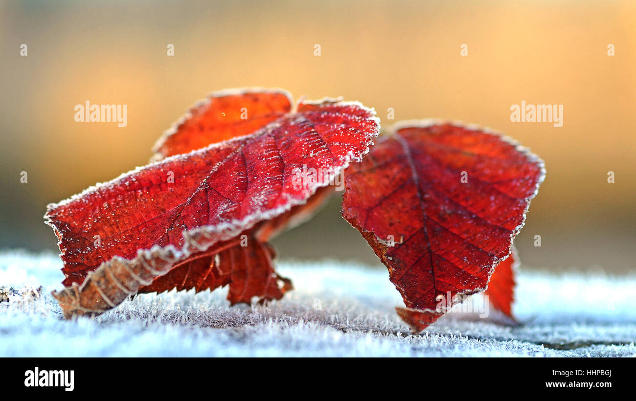 frozen, autumn foliage, page, sheet, red, leaves, foliage, cold, ice ...