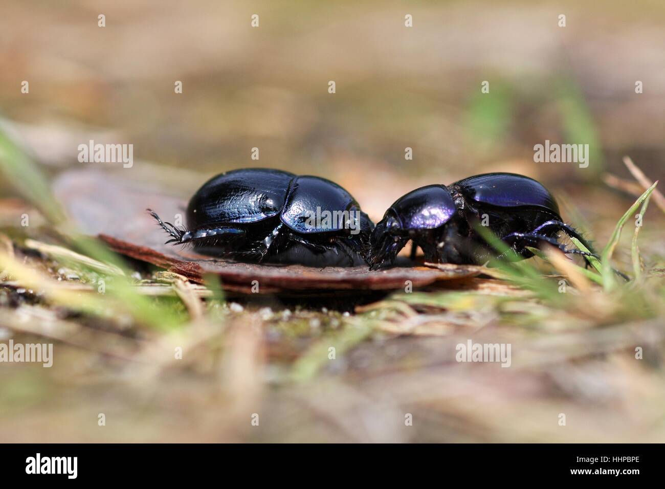 fight, fighting, against each other, dung beetle, strength, force ...