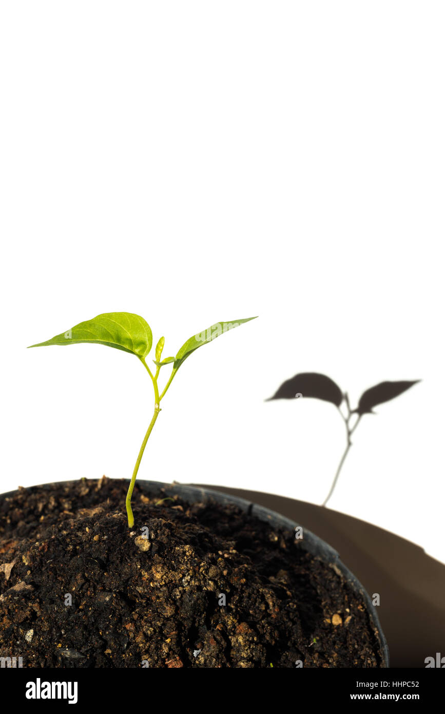 Chilli Plant High Resolution Stock Photography and Images - Alamy