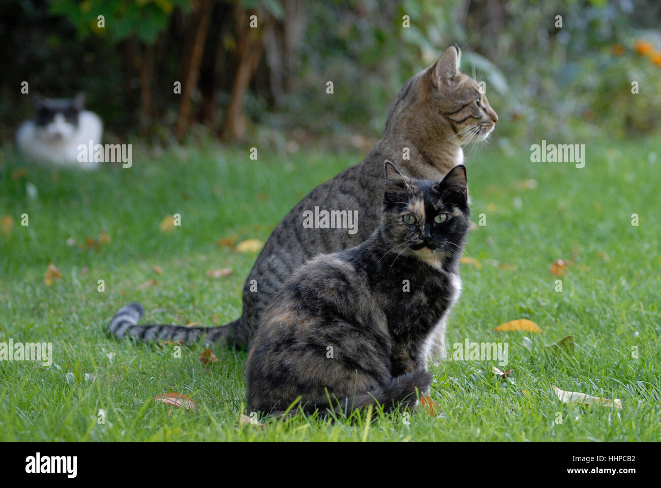 garden, pet, location shot, gardens, pussycat, cat, domestic cat, lawn ...
