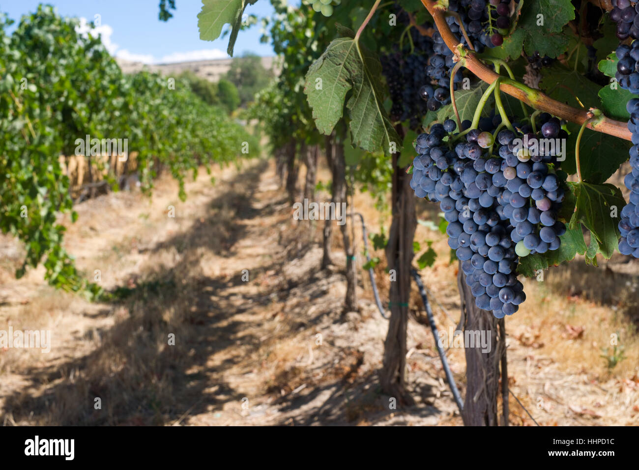 food, aliment, leaf, agriculture, farming, deciduous tree, summer ...