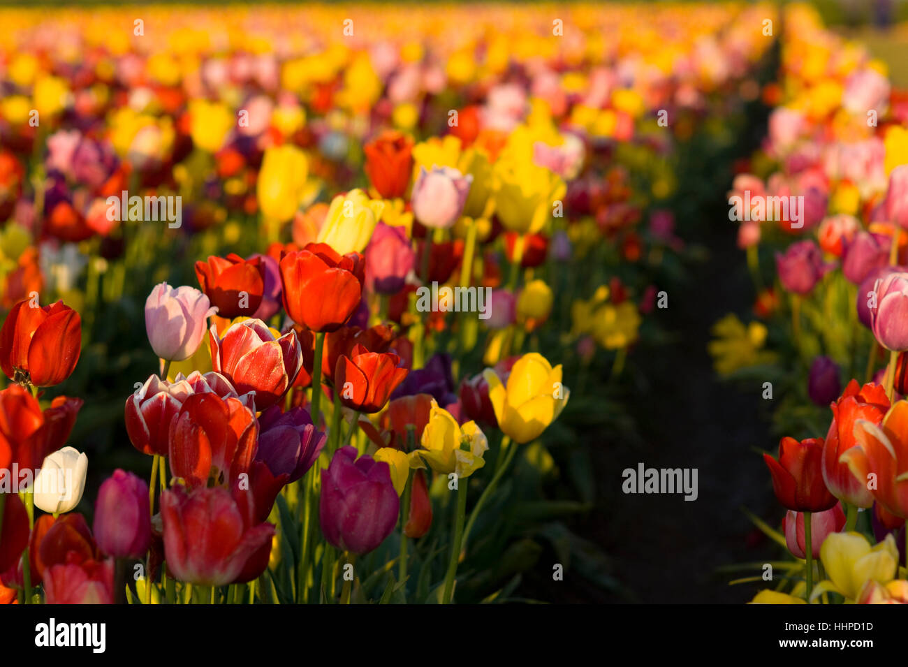 arrangement, leaf, flower, plant, agriculture, farming, field, botany ...