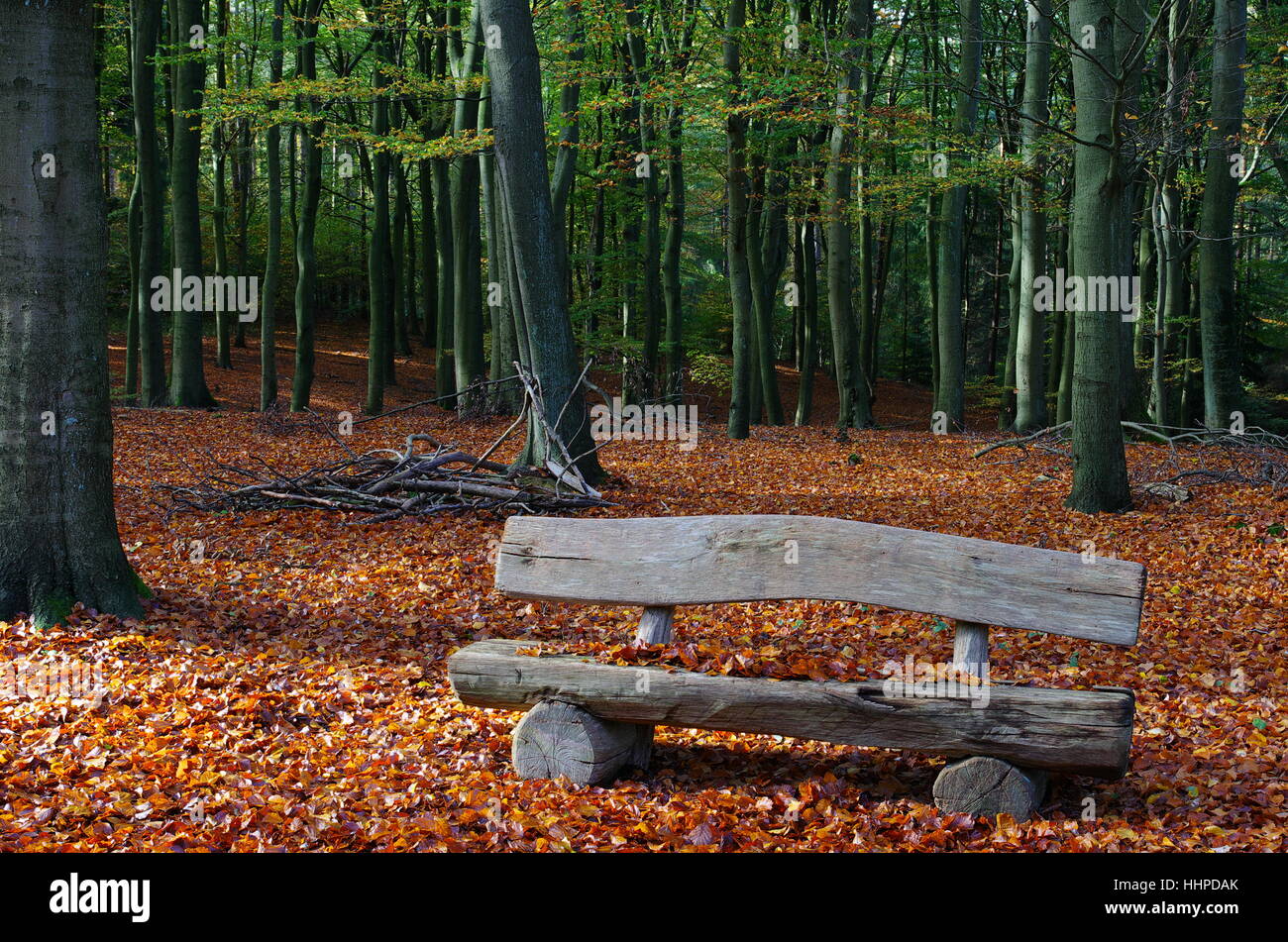 tree, trees, leaves, seat, bench, forest, foliage, fall, autumn, leaf ...
