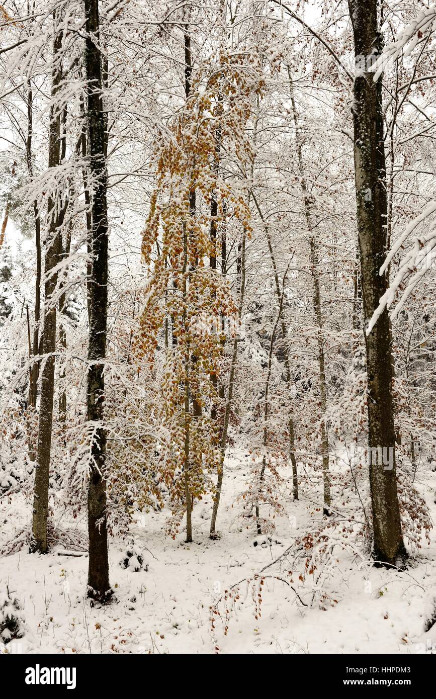 Upland tree hi-res stock photography and images - Alamy