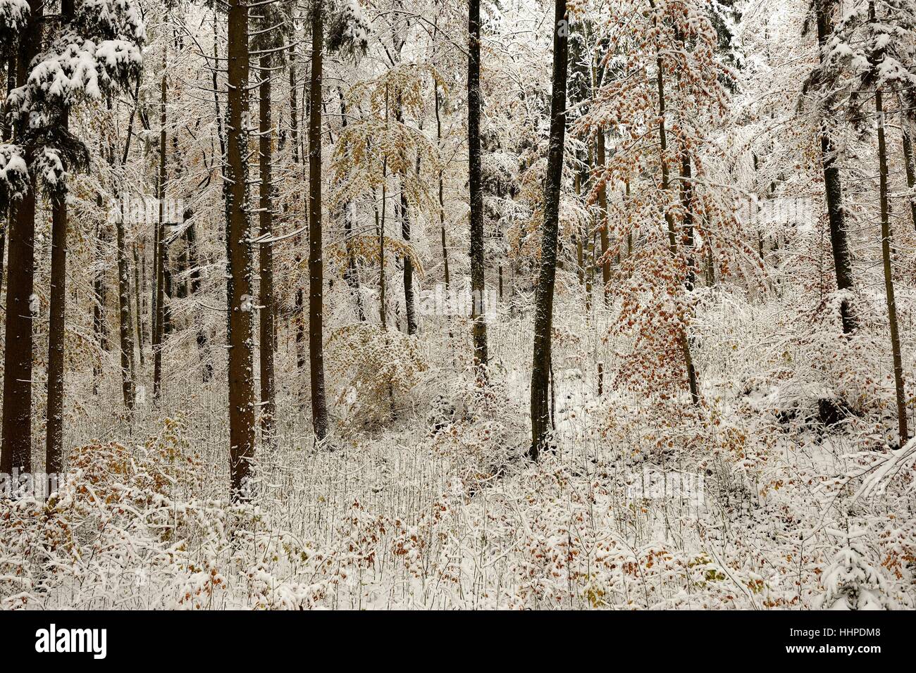 deciduous tree, seasons, alpine upland, forest, leaves, foliage, fall ...