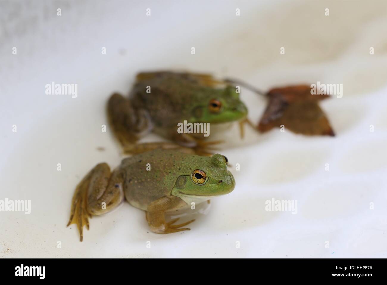 Frogs on step Stock Photo - Alamy