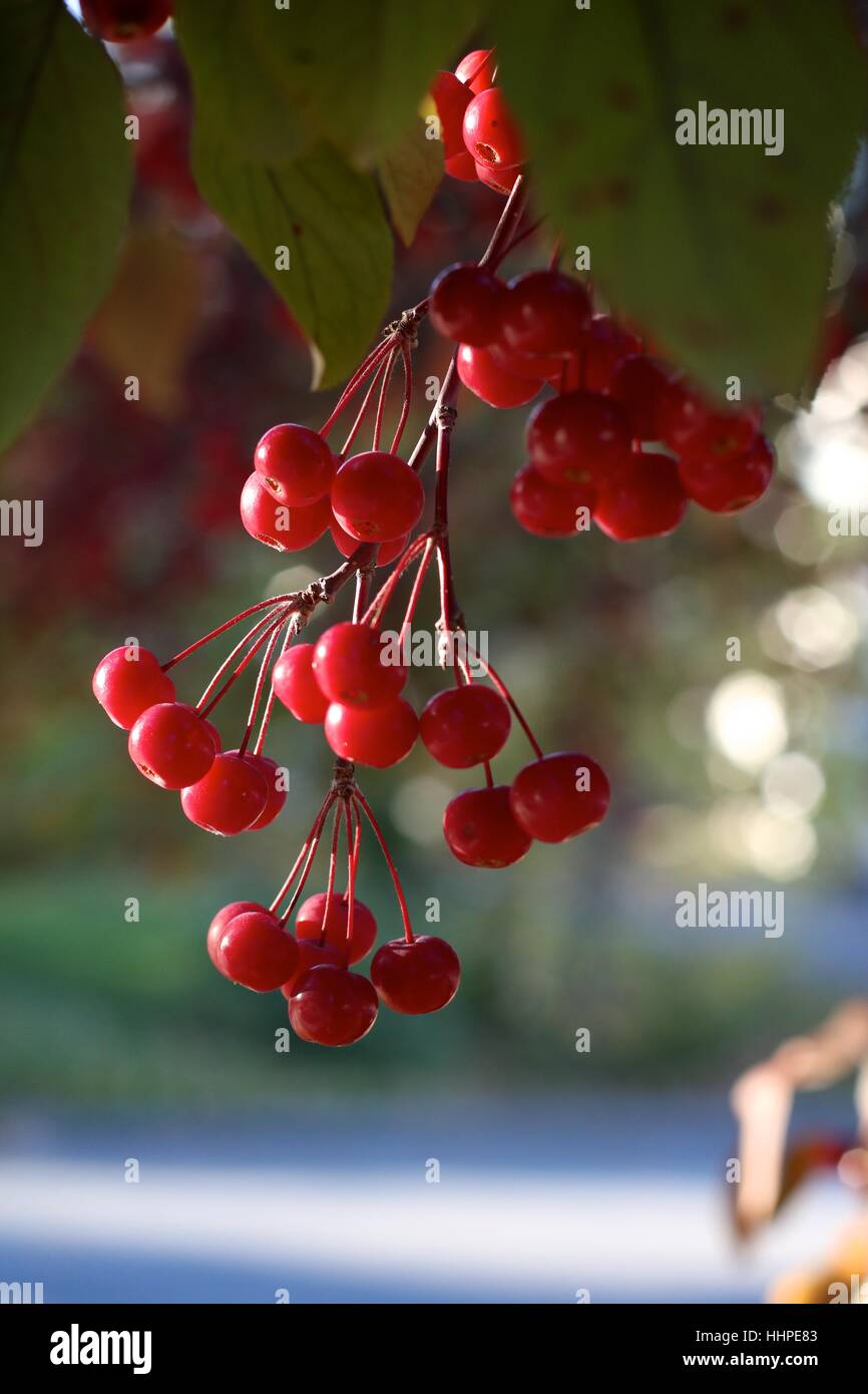 Berries on tree Stock Photo - Alamy