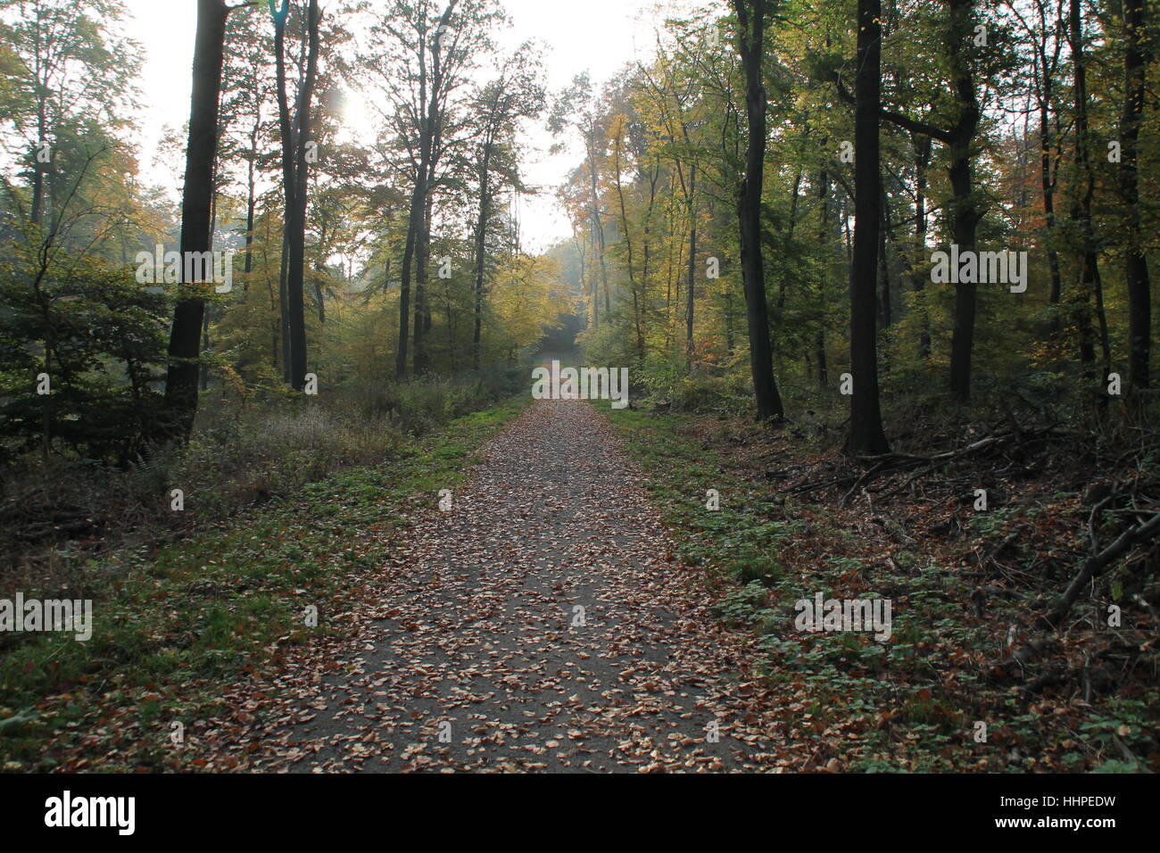 Cycle path in the forest in autumn in germany hi-res stock photography ...