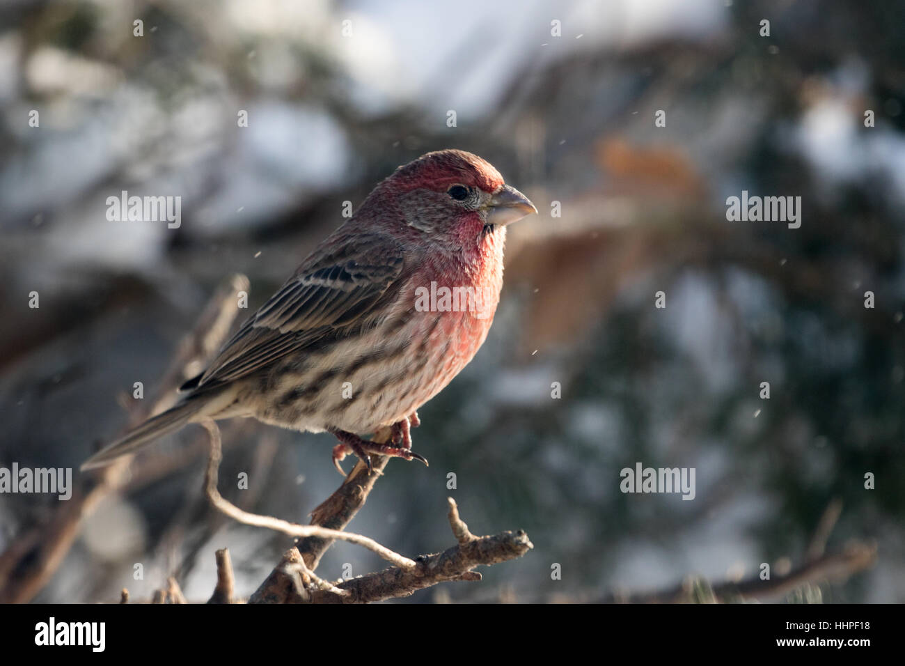 House Finch male Stock Photo - Alamy