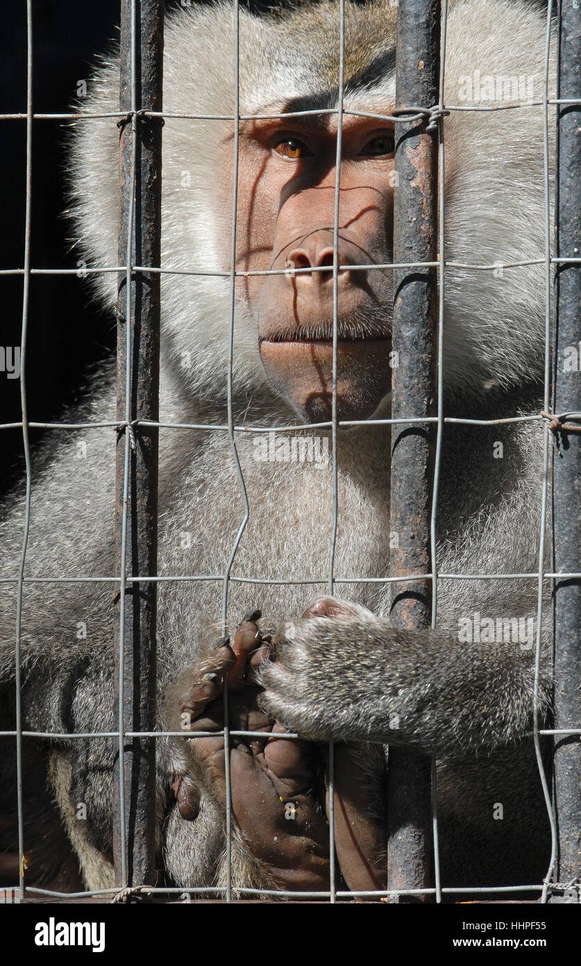 animal, mammal, africa, male, masculine, face, sad, monkey, zoo ...