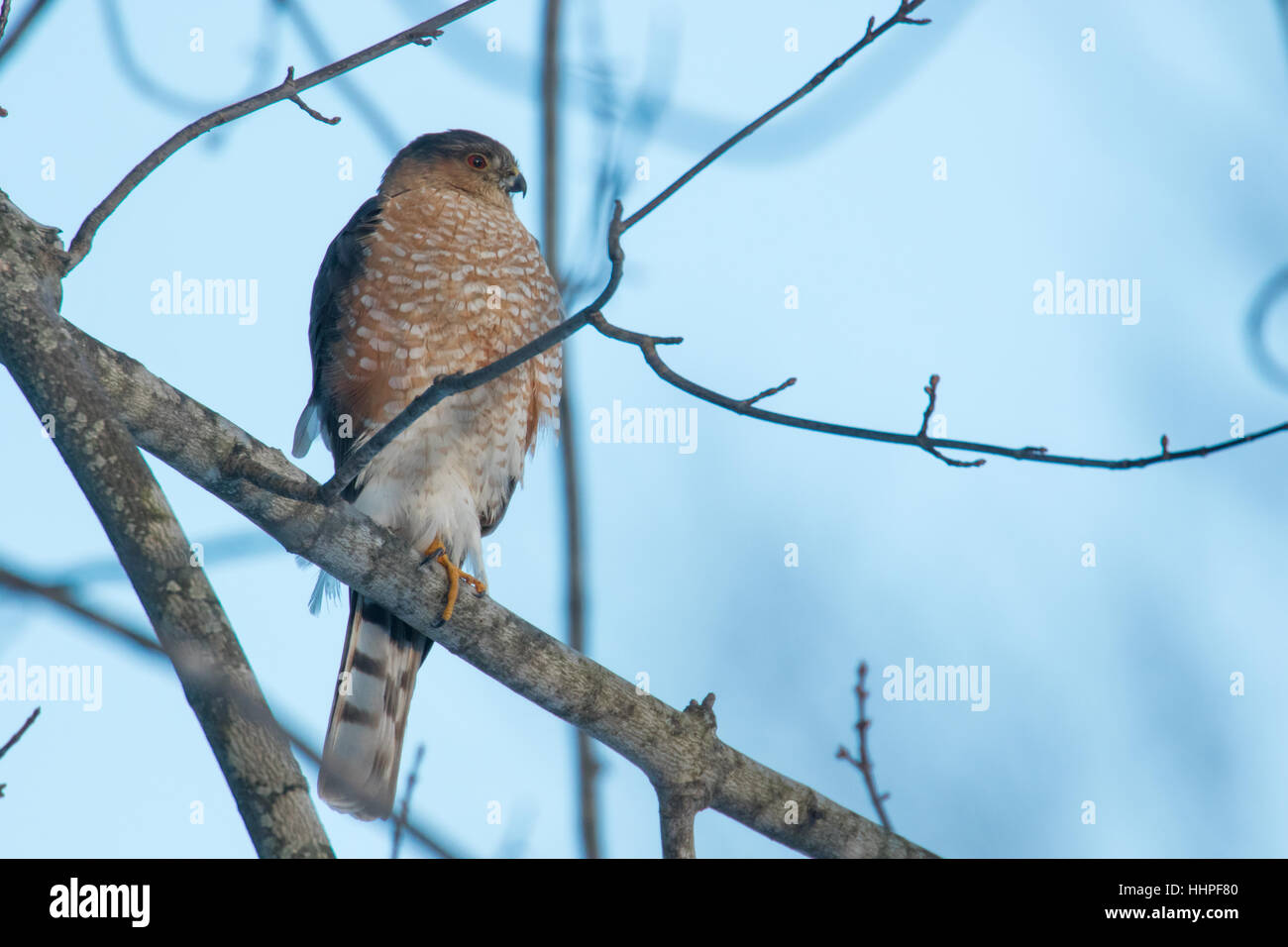 Sharp shinned hawk hi-res stock photography and images - Alamy