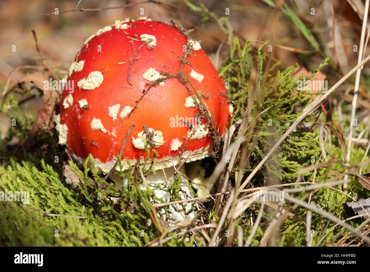 national park, hat, moss, fly agaric, mushroom, fungus, toadstool, red ...