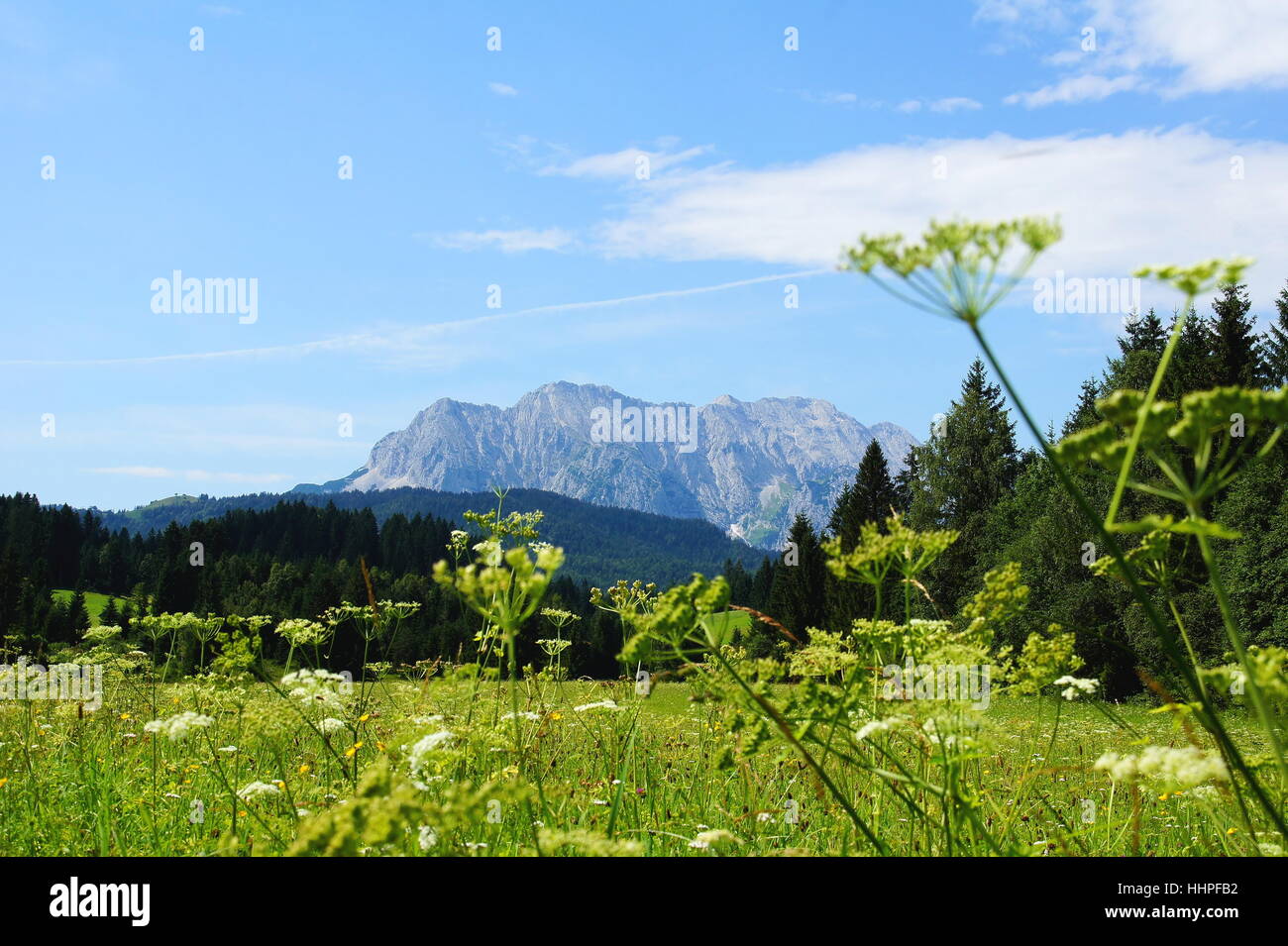 mountains, green, alps, summer, summerly, bavaria, meadows, woods ...