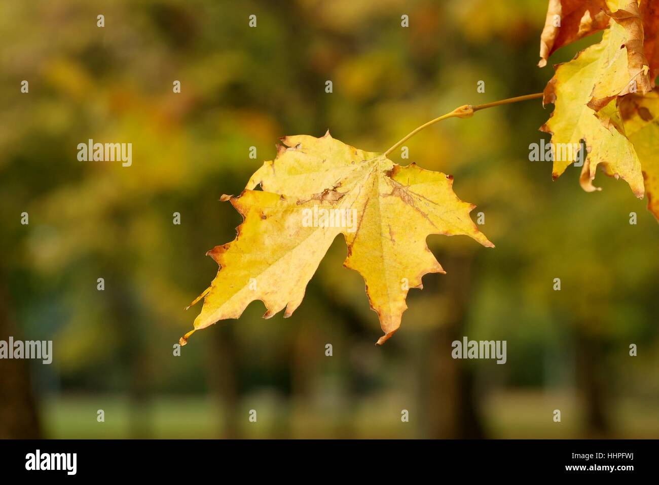leaf, tree, wood, leaves, woods, foliage, plant, nature, close ...