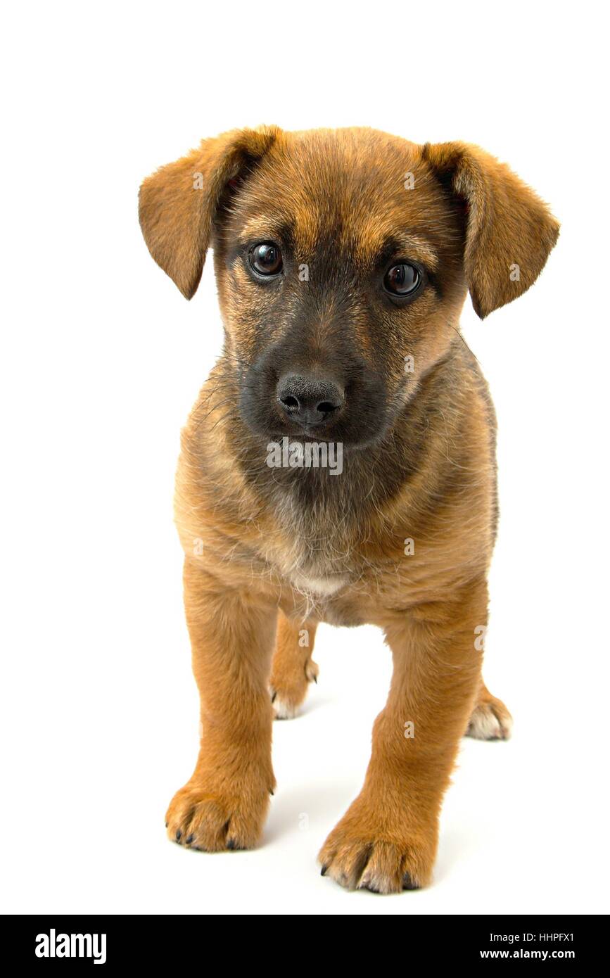 isolated, pet, sad, small, tiny, little, short, dog, puppy, maddening ...