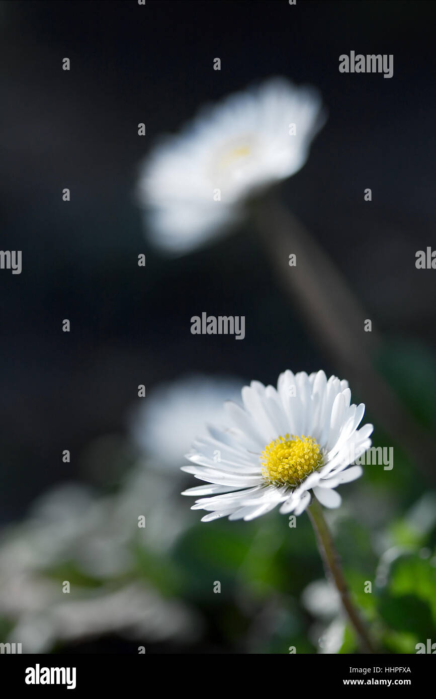 White camille flowers hi-res stock photography and images - Alamy