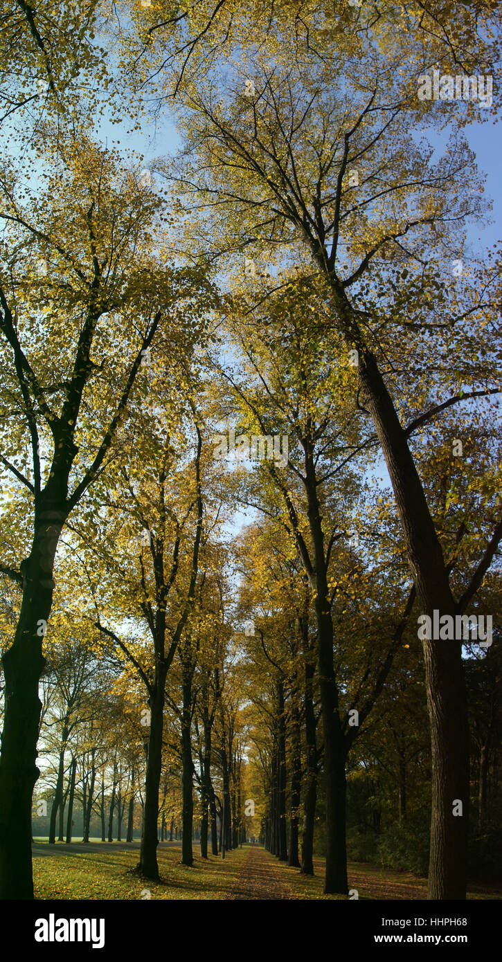 tree, avenue, path, way, forest, leaves, foliage, fall, autumn, shine ...