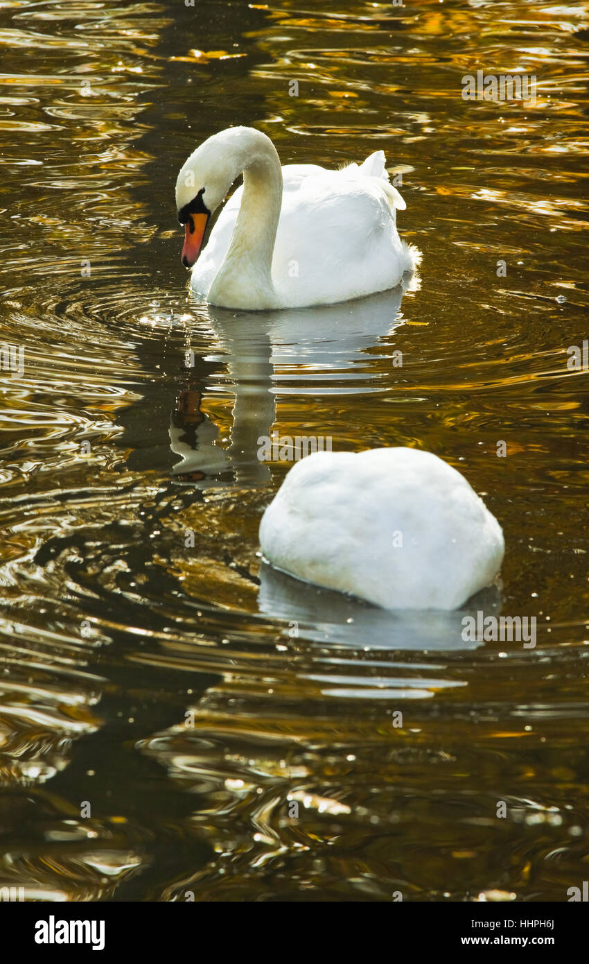 swans, birds, reflection, white, fall, autumn, leaf, tree, trees, park ...
