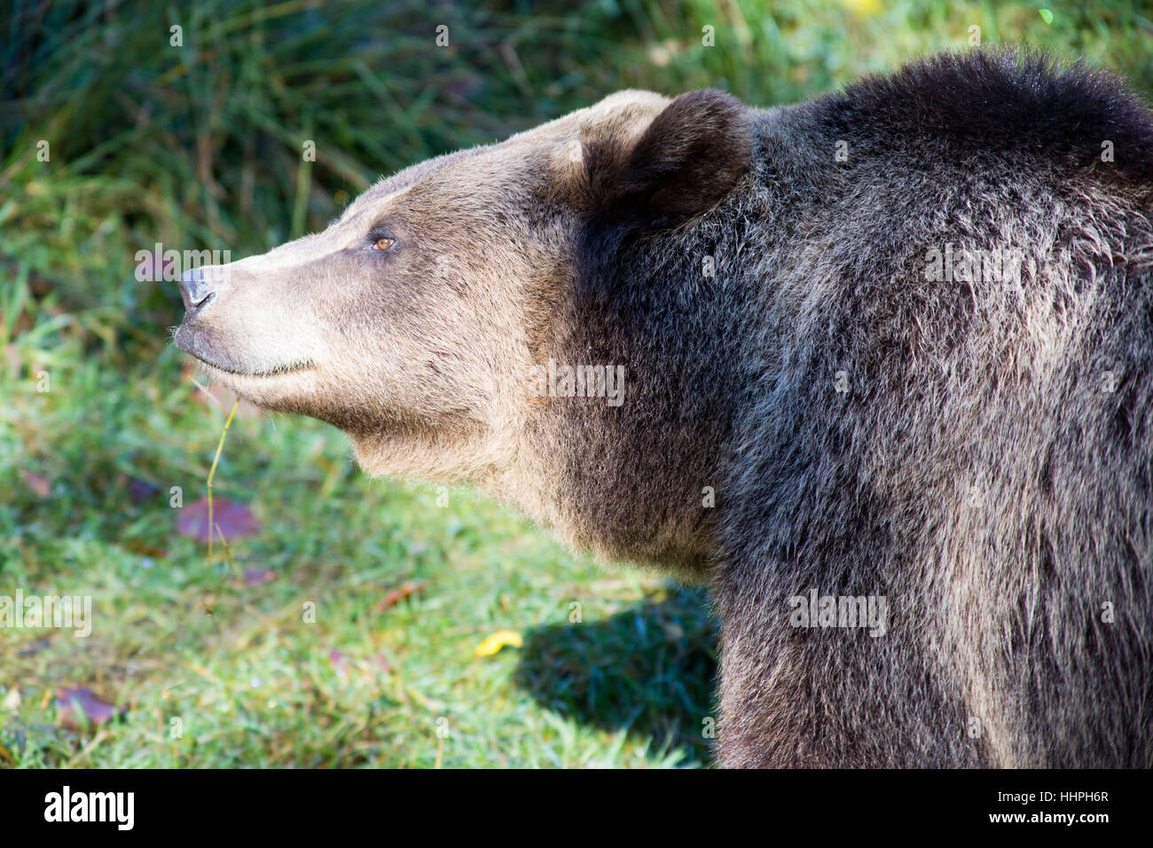 animal, mammal, bear, predator, cash, cold cash, money in cash, money ...