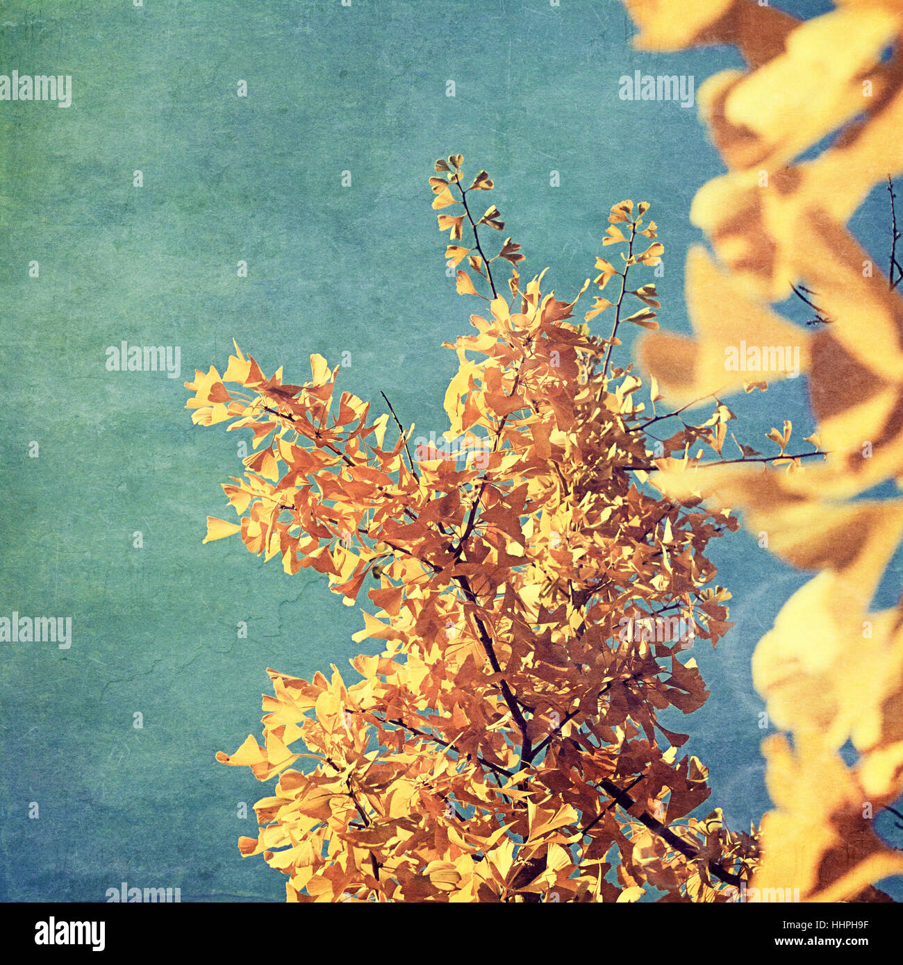 tree, orange, yellow, nature, fall, autumn, leaf, coloured, photography ...