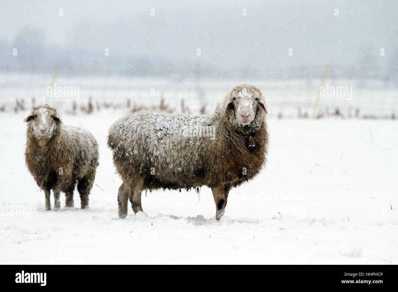 winter, skin, sheep, wool, farm animal, snow, willow, winter, skin ...