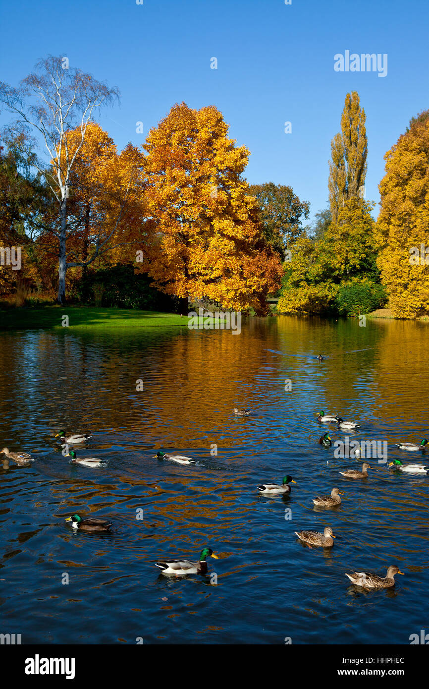 the duck pond Stock Photo - Alamy