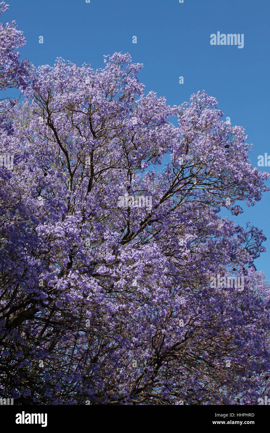 Palisanderholzbaum jacaranda mimosifolia hi-res stock photography and ...