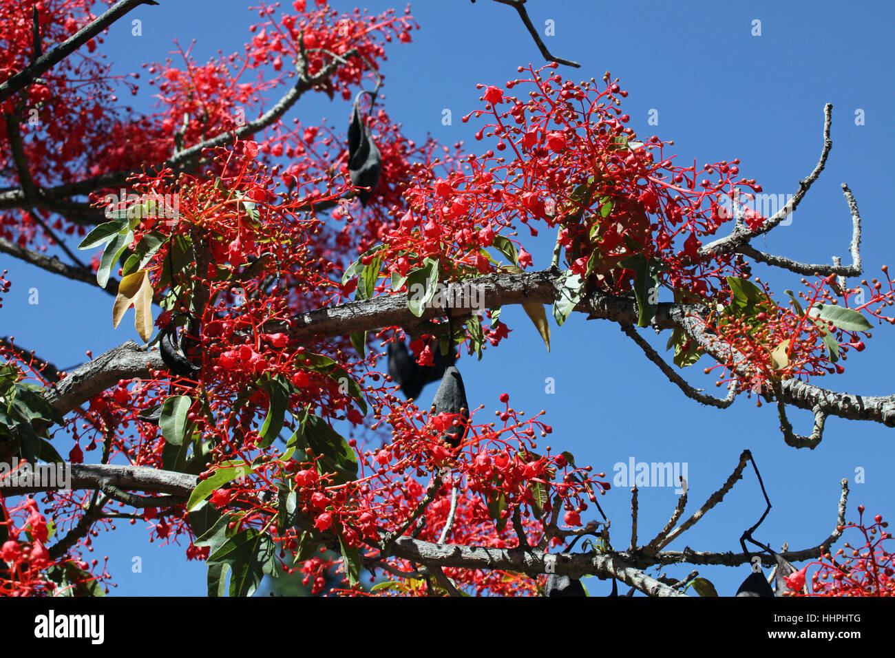 Illawarra flame tree brachychiton acerifolius hi-res stock photography ...