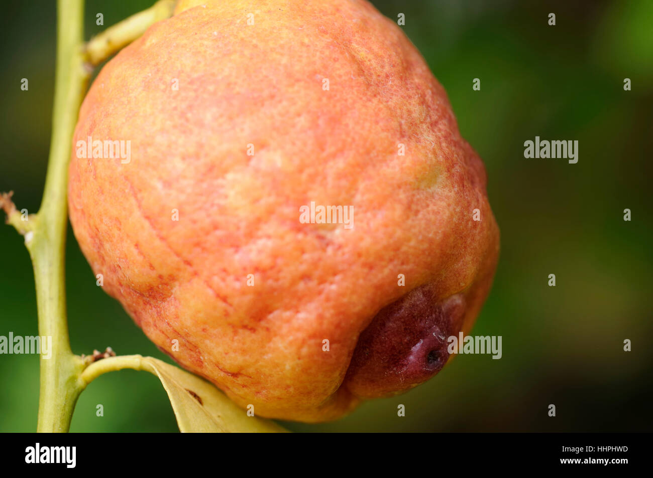 Judenapfel hi-res stock photography and images - Alamy