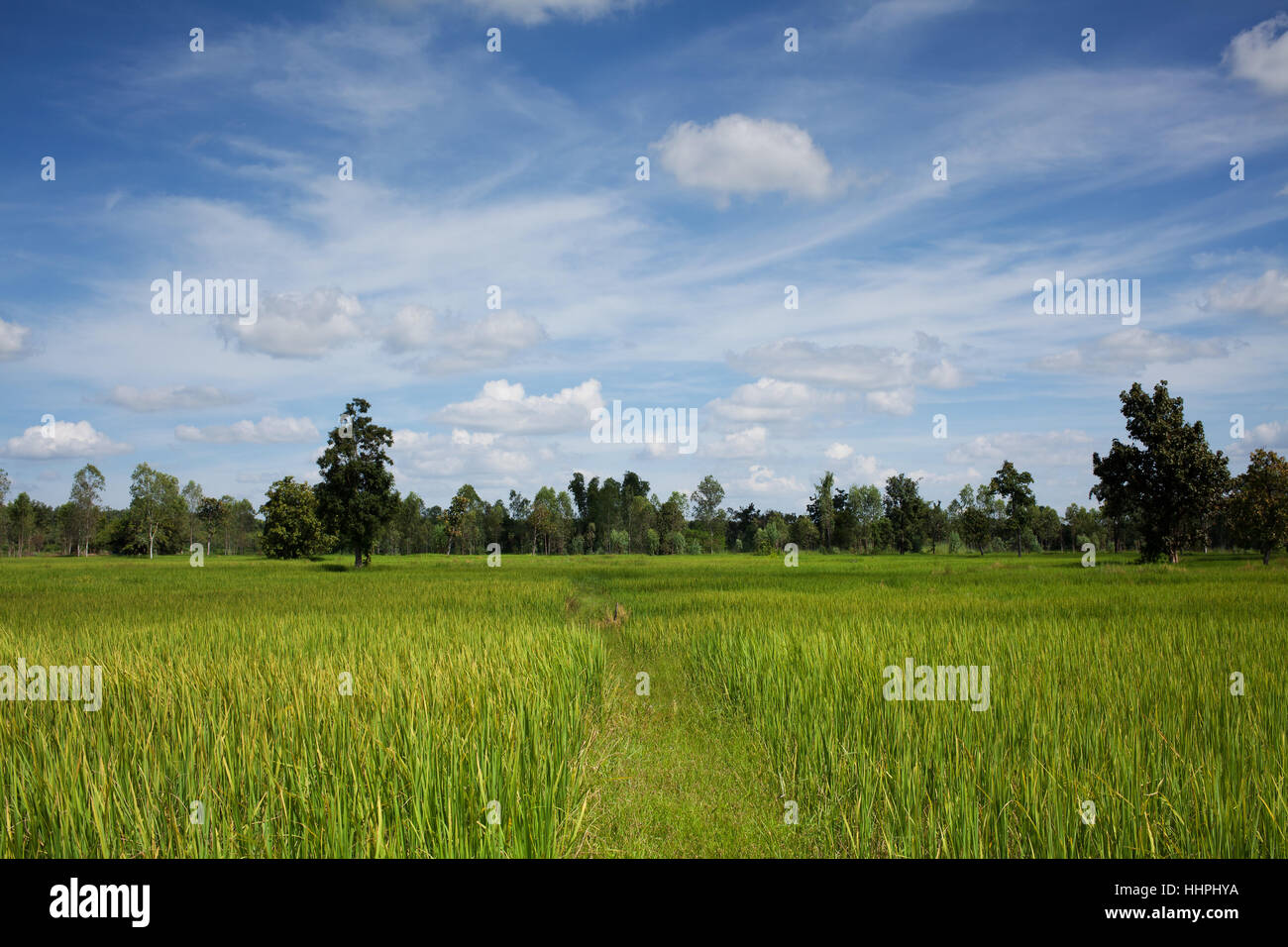 asia, paddy field, scenery, countryside, nature, rice, asia ...