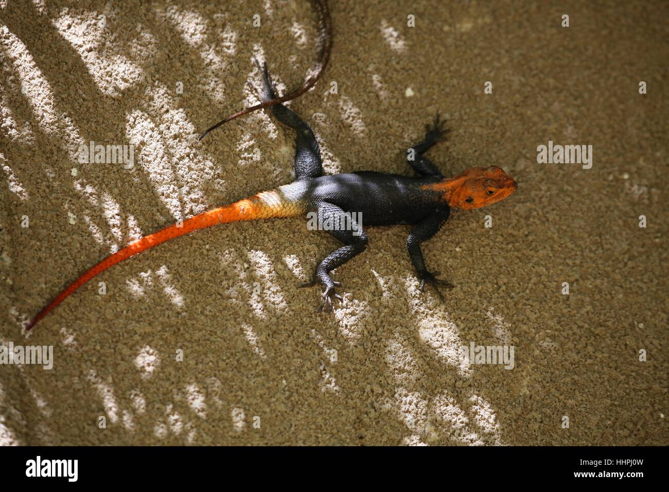 Male reptile hi-res stock photography and images - Alamy
