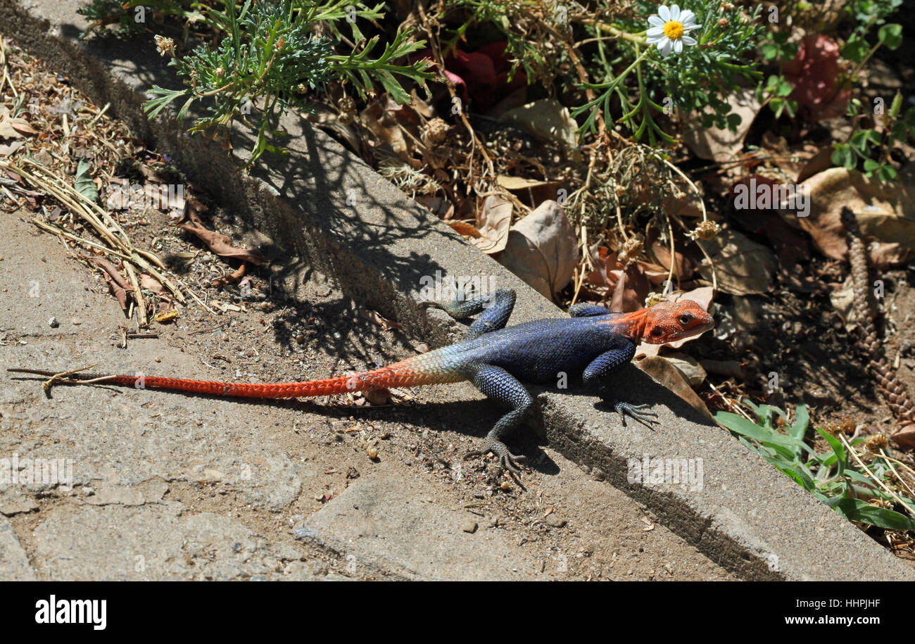 reptile, africa, male, masculine, saurian, namibia, reptile, africa ...