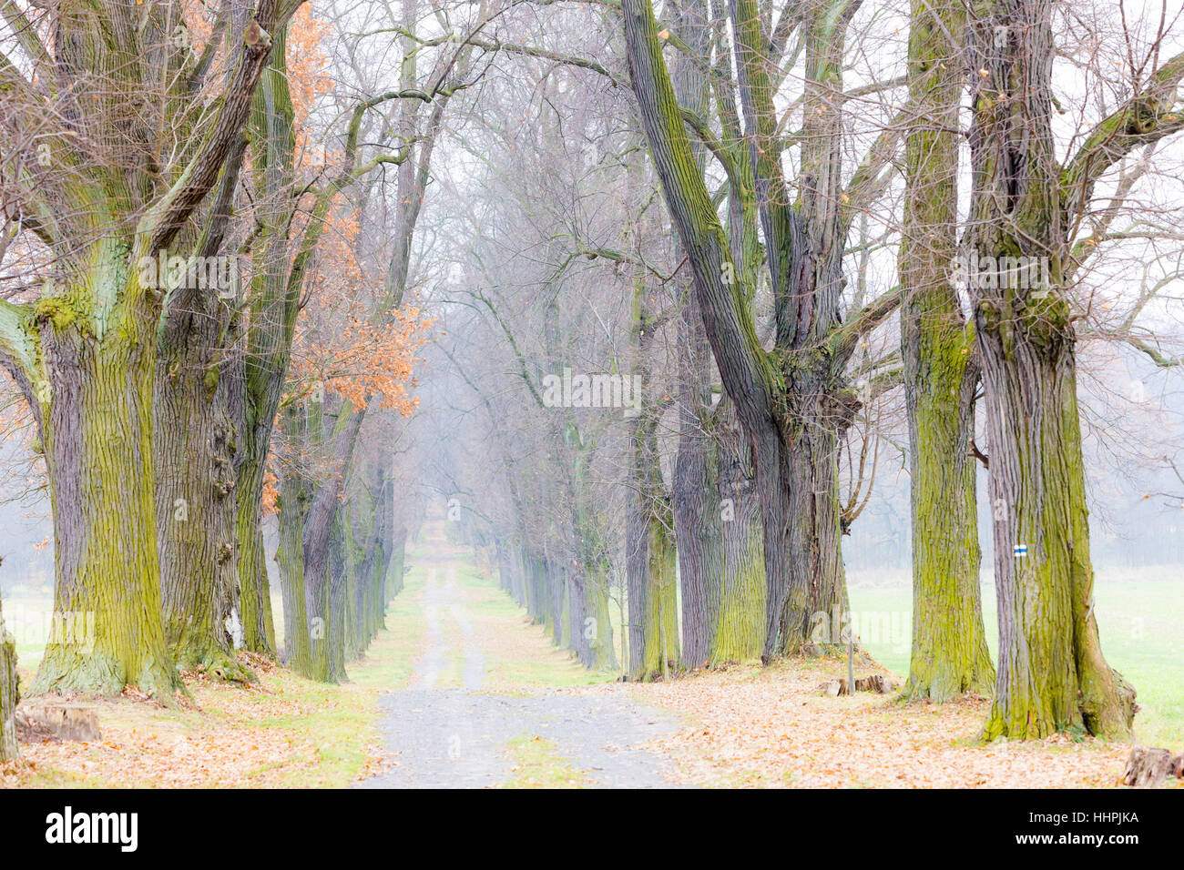 tree, empty, nature, fall, autumn, tree, flora, autumnal, radio silence ...