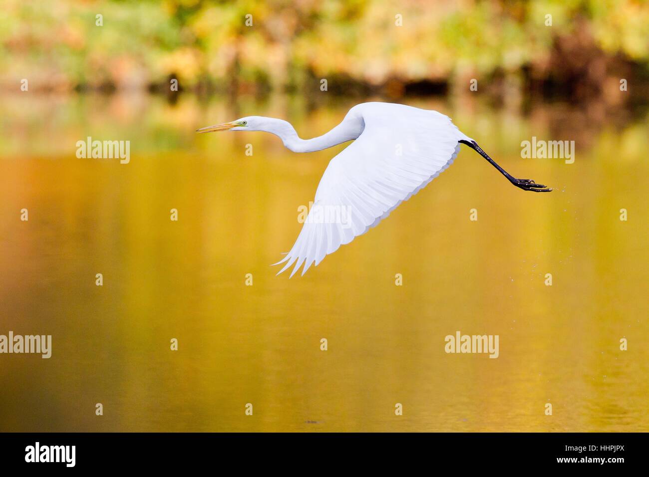 golden, flight, golden, fly, flies, flys, flying, goldener oktober ...