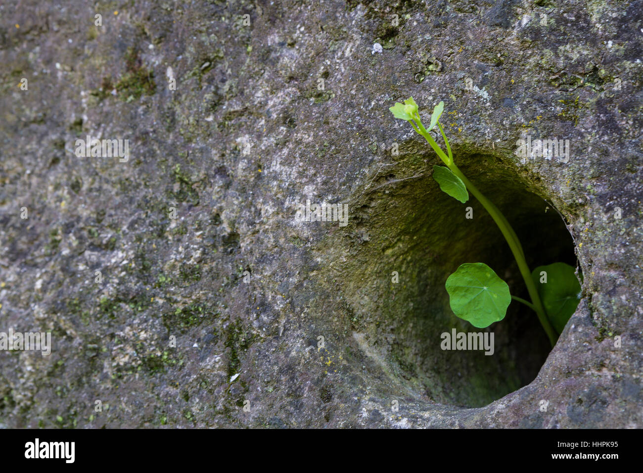 small green plant growing through stone Stock Photo - Alamy