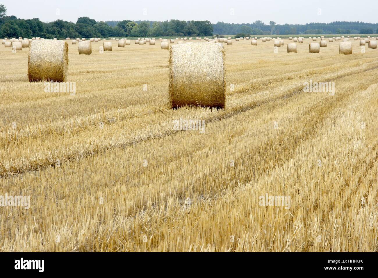 Dry haybails on an agricultural field Stock Photo - Alamy