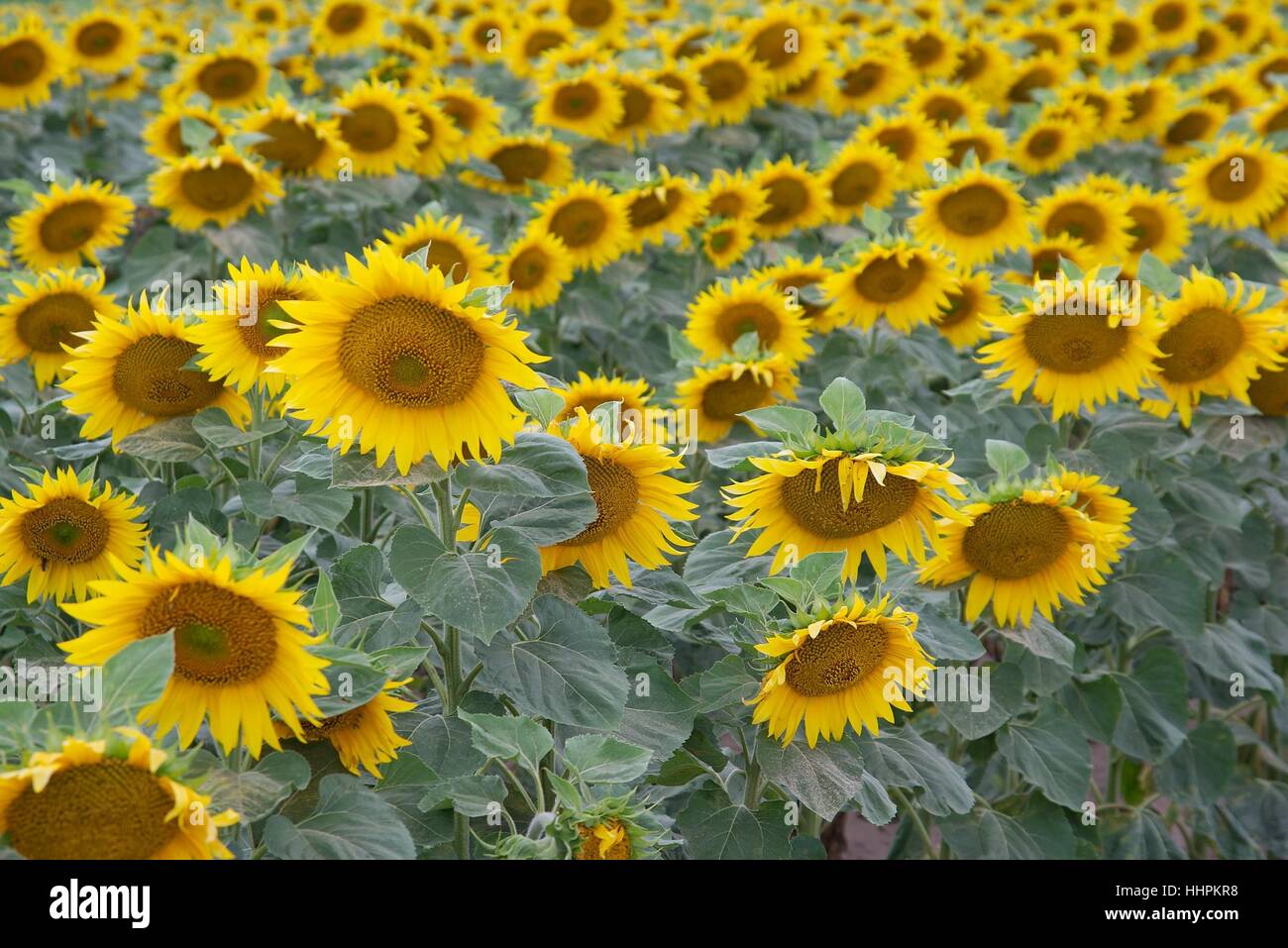 Endless field of sunflowers Stock Photo - Alamy